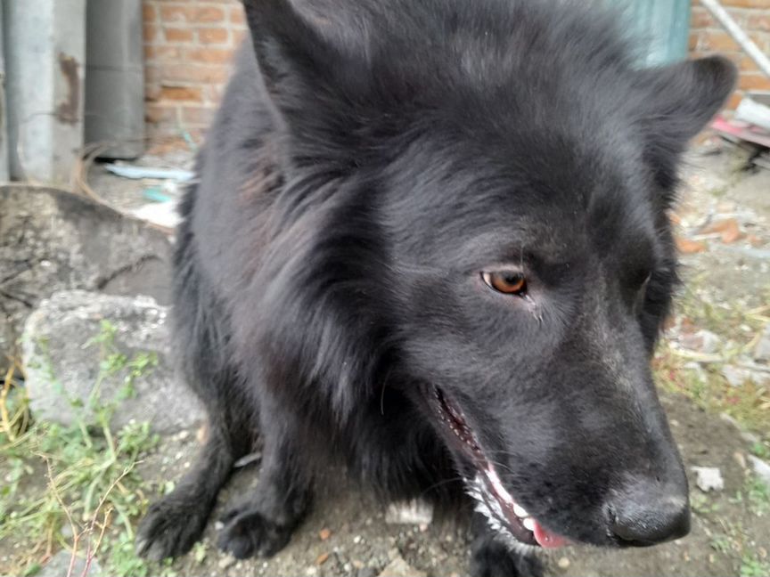 Ищем невесту для бельгийского грюнендаля