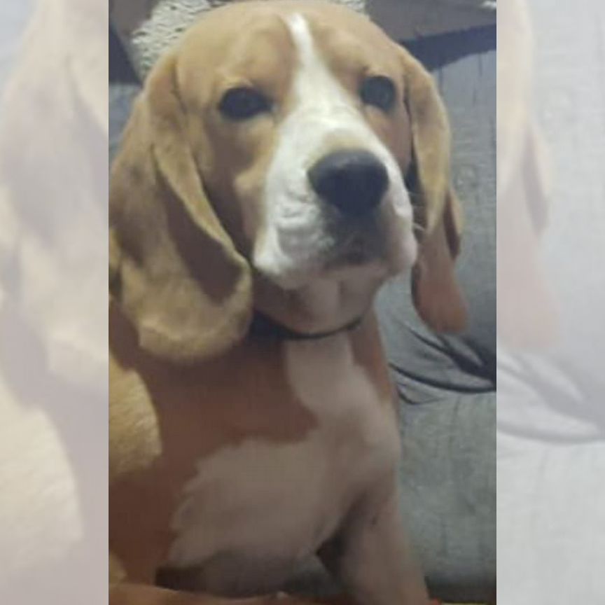 Бигль, взрослая собака