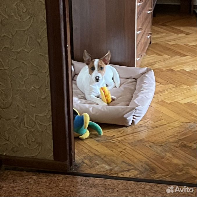 Щенок джек рассел 5месяцев