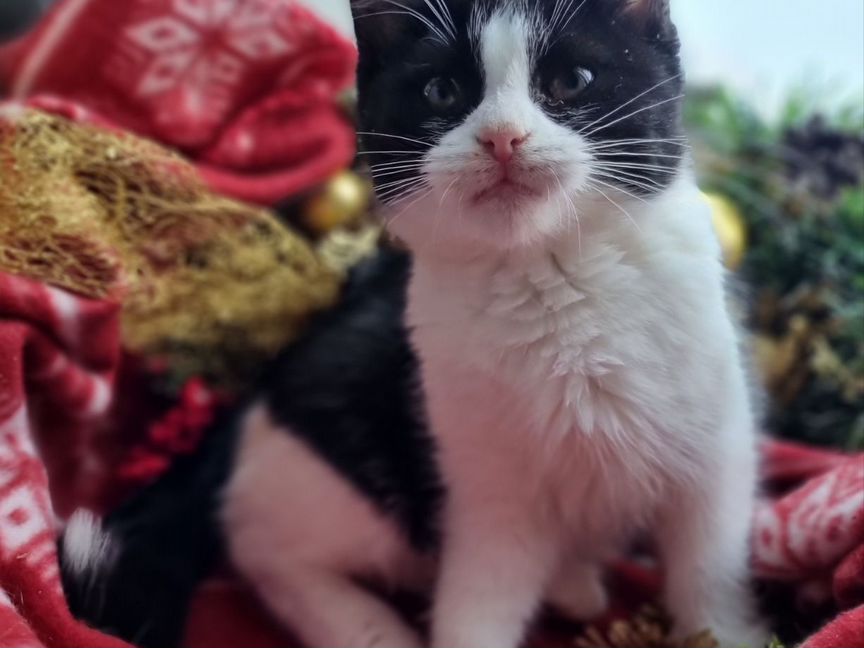 Ласковый котенок София