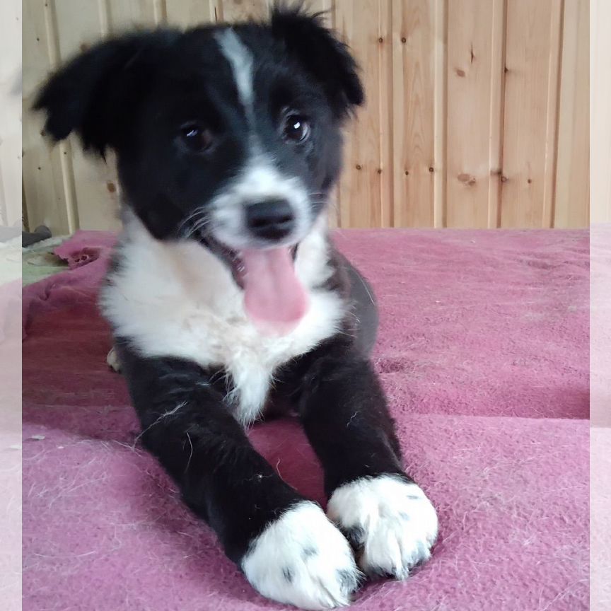 Щенок в добрые руки