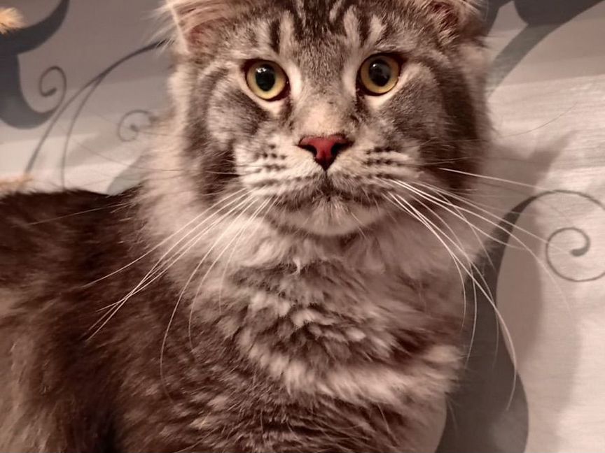 Мейн-кун черный дым