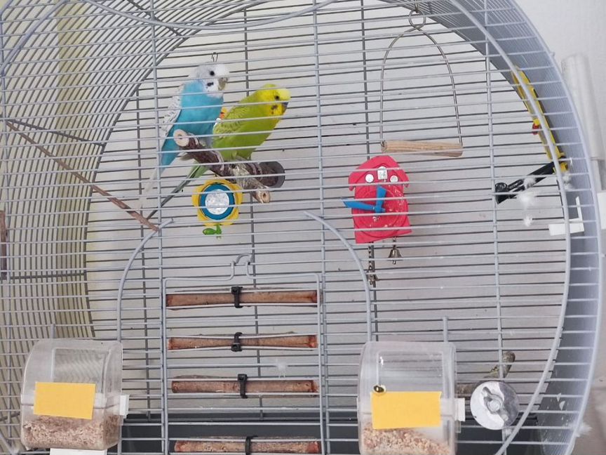 Волнистый попугай с клеткой