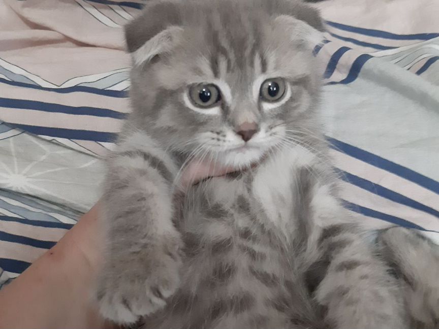 Голубой тигренок