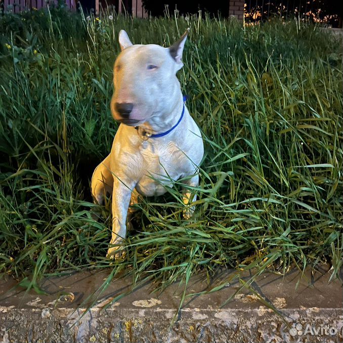 Бультерьер вязка