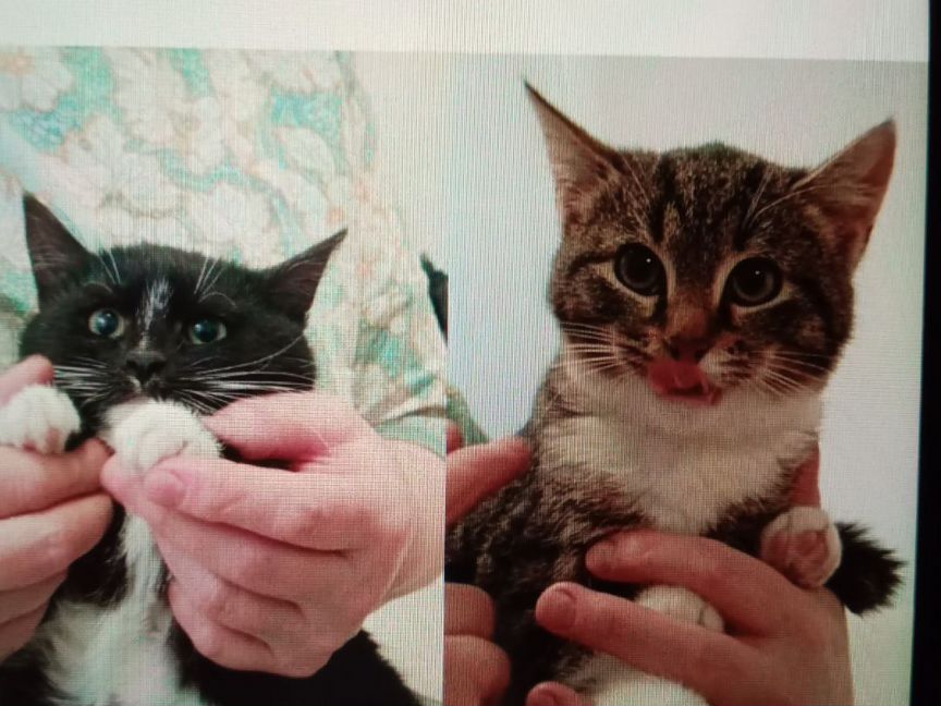 Очаровательные пухлячки 4 месяца