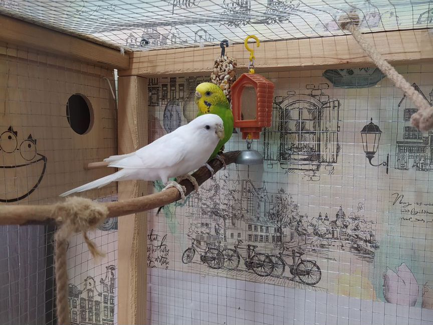 Пара волнистых попугаев