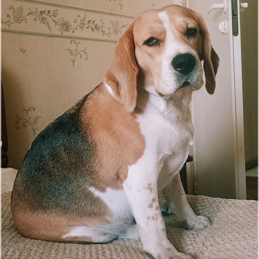 Бигль, взрослая собака