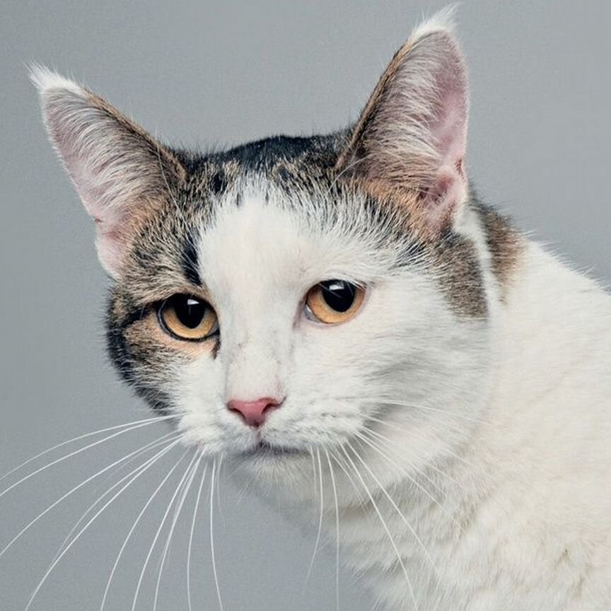 Кот ищет дом