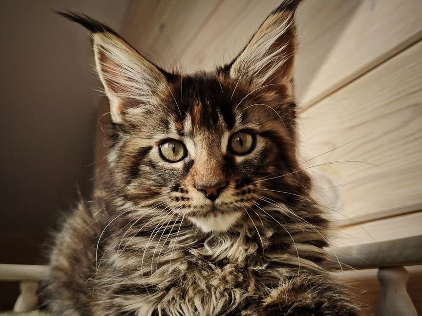 Мейн кун котенок