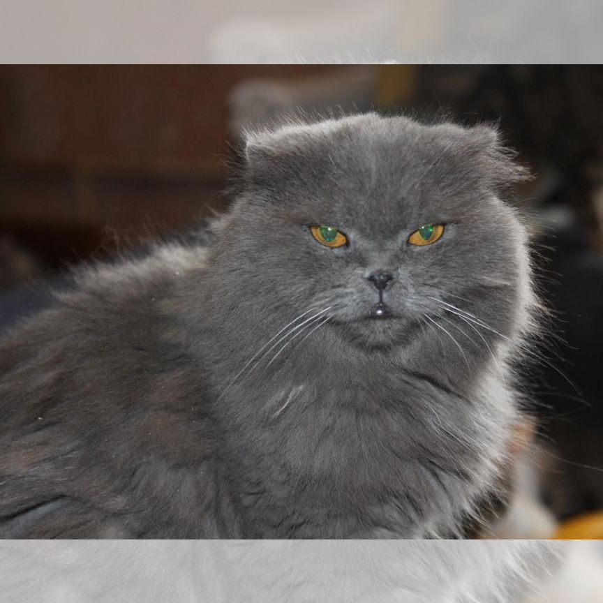 Шотландская вислоухая длинношёрстная кошка, взрослая