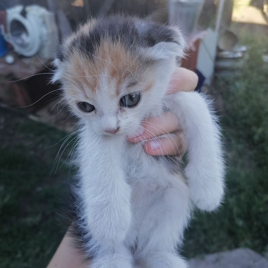 Отдам в добрые руки котенка девочку