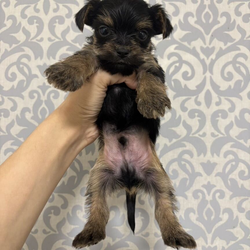 Йоркширский терьер щенки