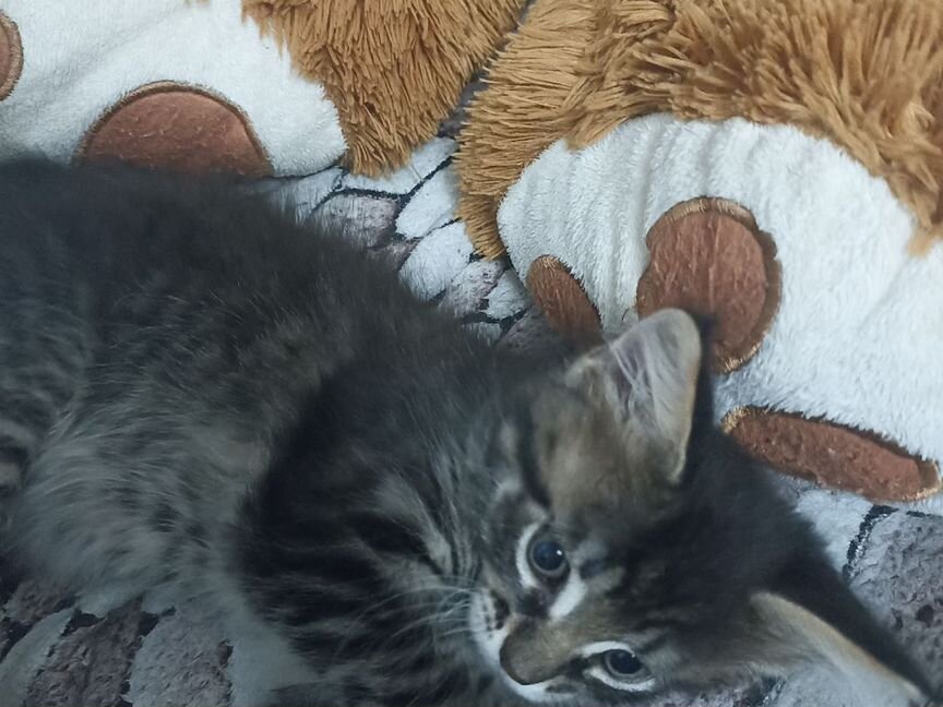 Котёнок в добрые руки бесплатно,маман майкун