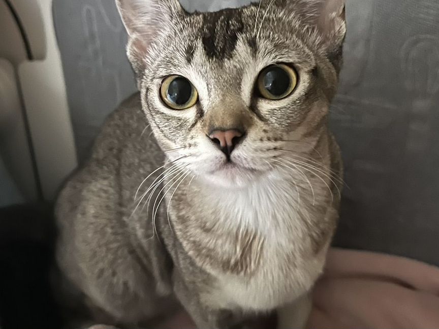 Сингапура вязка