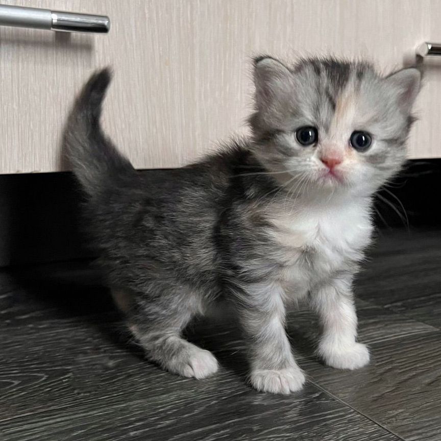 Котёнок
