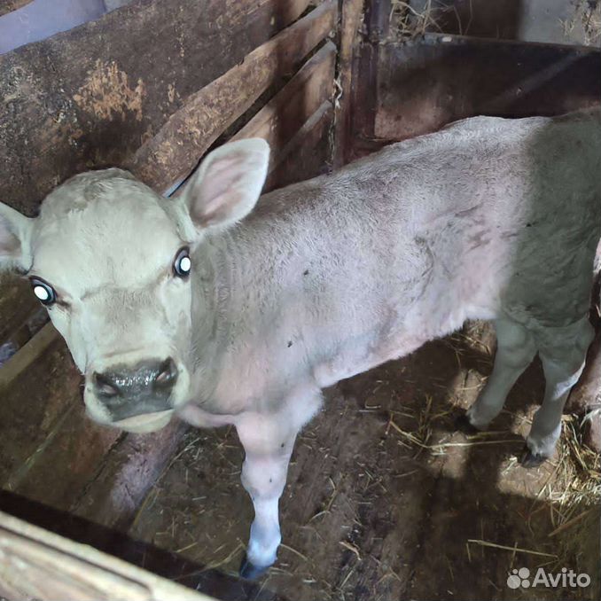 Телёнок недельный