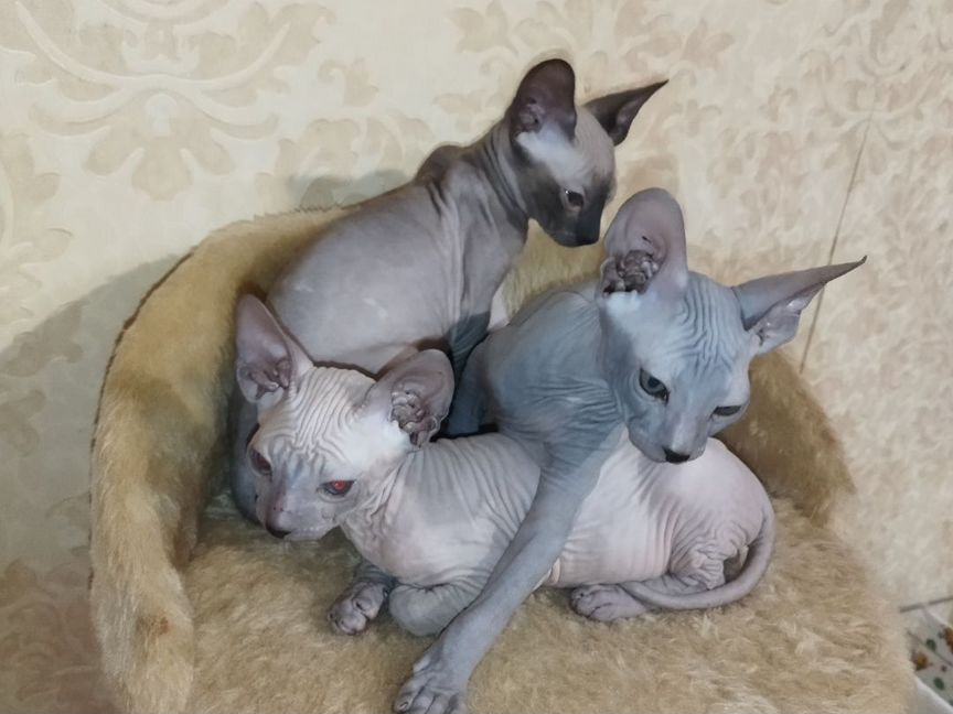 Кошки