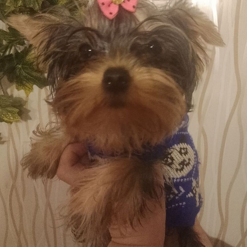 Йоркширский терьер, щенок