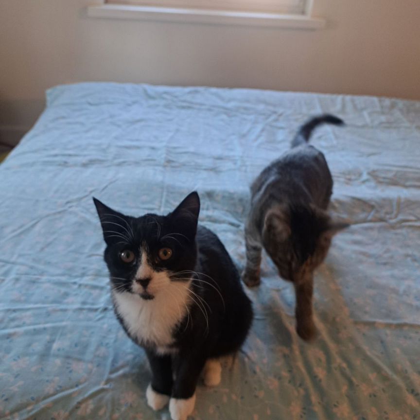 Маруся,Фея.Фиона 4 мес ищут дом