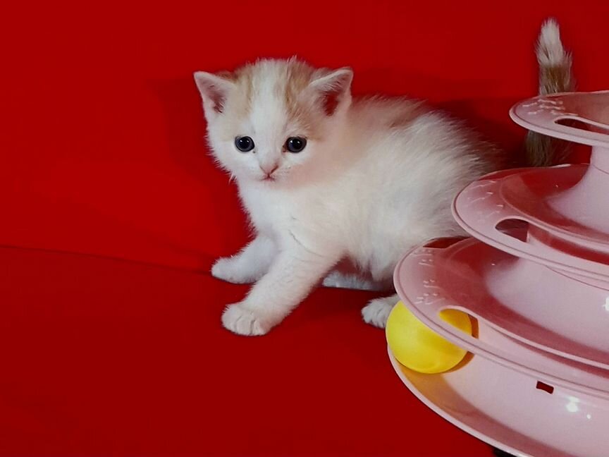 Шотландский котик 1 месяц резерв