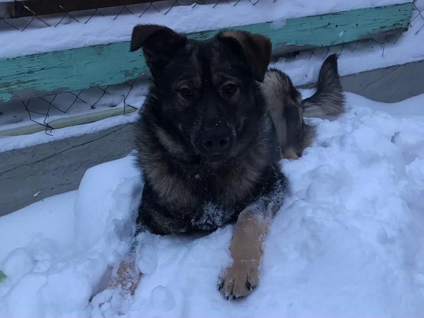 Отдам собаку в добрые руки