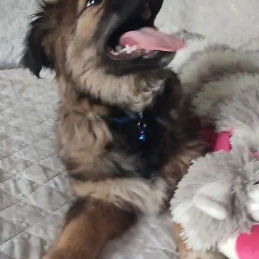 Щенок в добрые руки