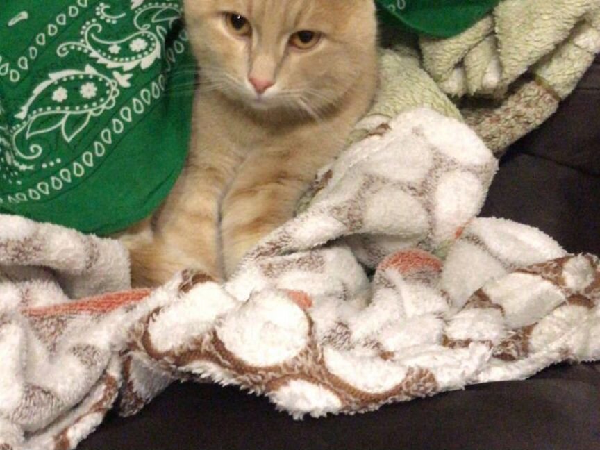 Котик в добрые руки