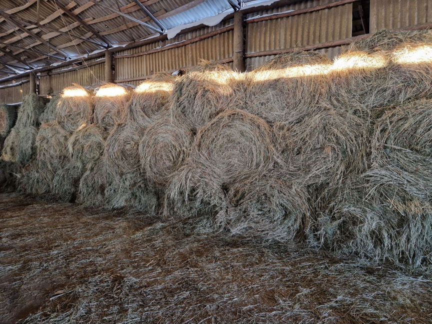 Сено луговое зелёное вроссыпь бесплатно