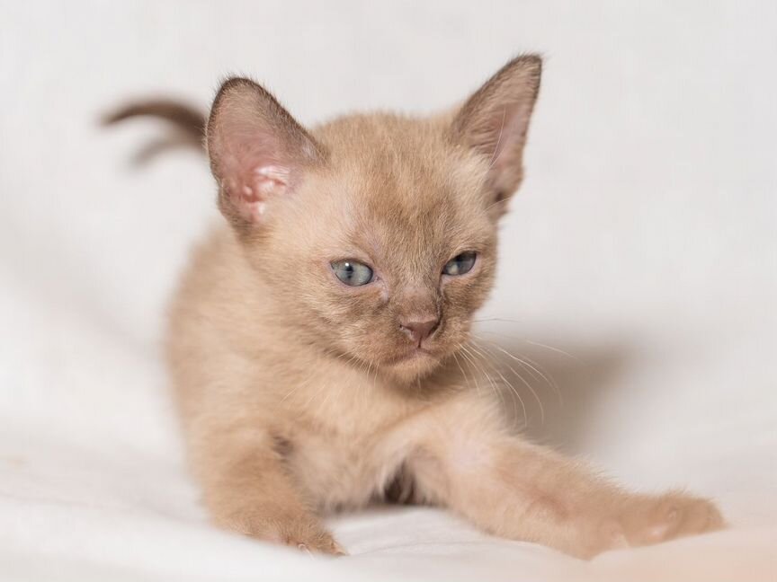 Европейская бурма мальчик