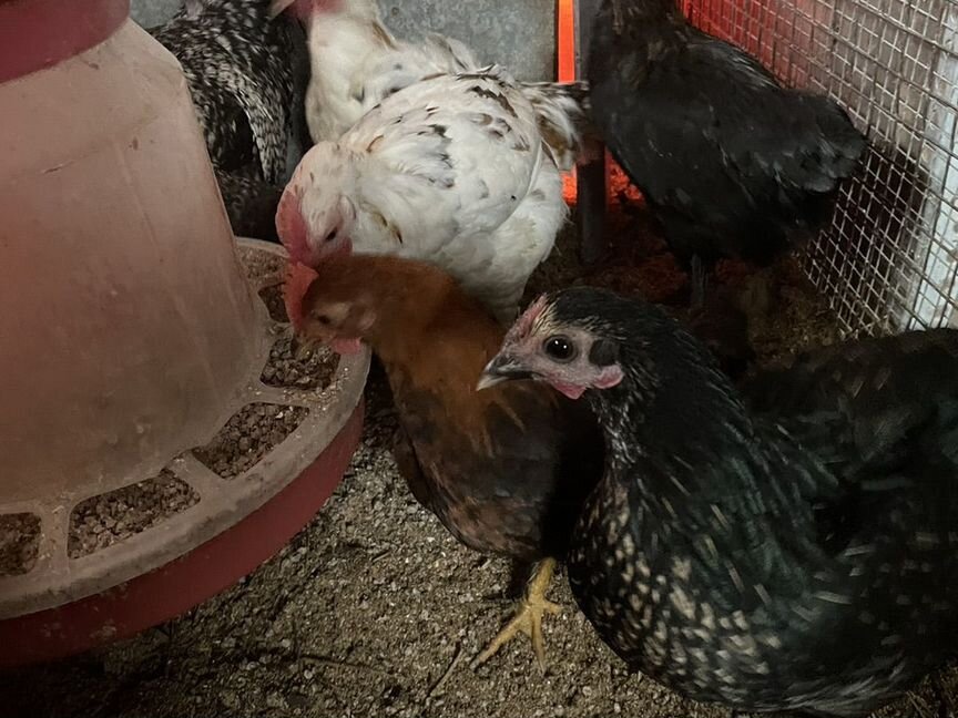 Петушки Бентамки