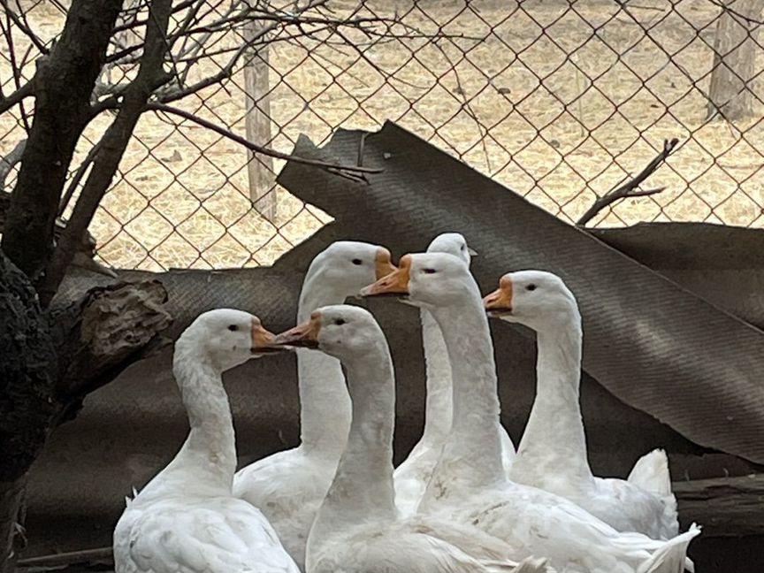 Продаю гусей