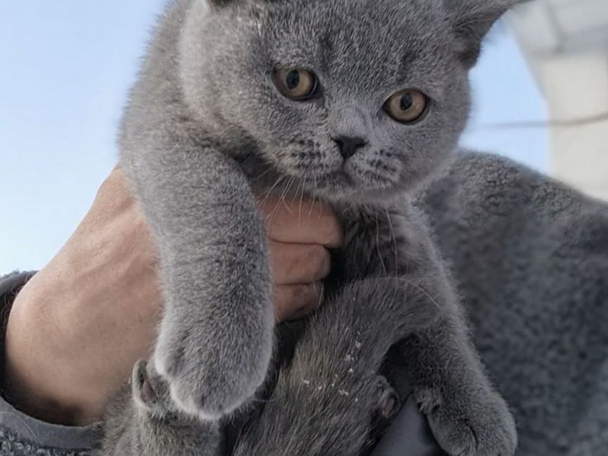 Британские котята