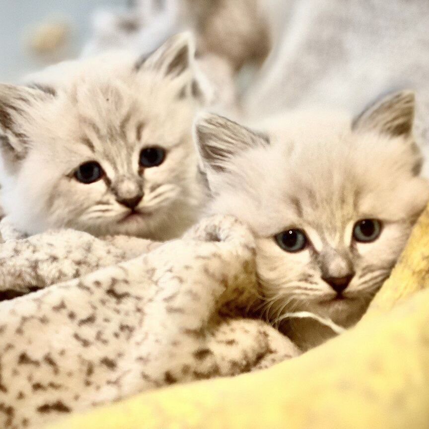 Невская маскарадная (blue tabby point ). Котенок