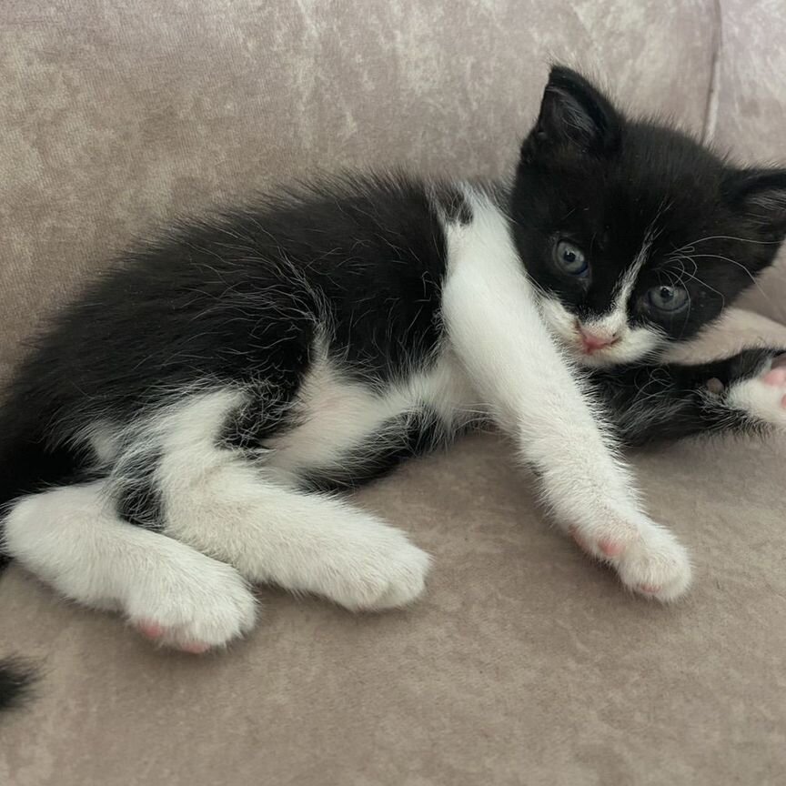 Котенок мальчик в добрые руки