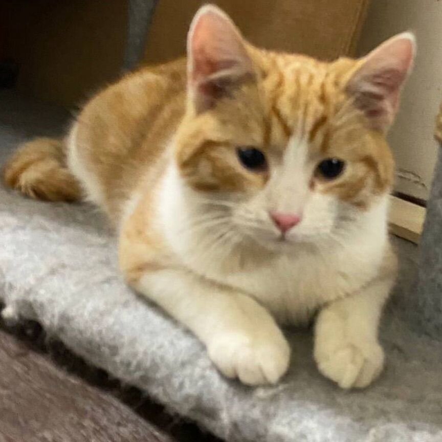 Котёнок от частного владельца