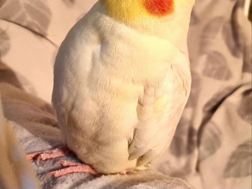 Продаю попугай Корелла