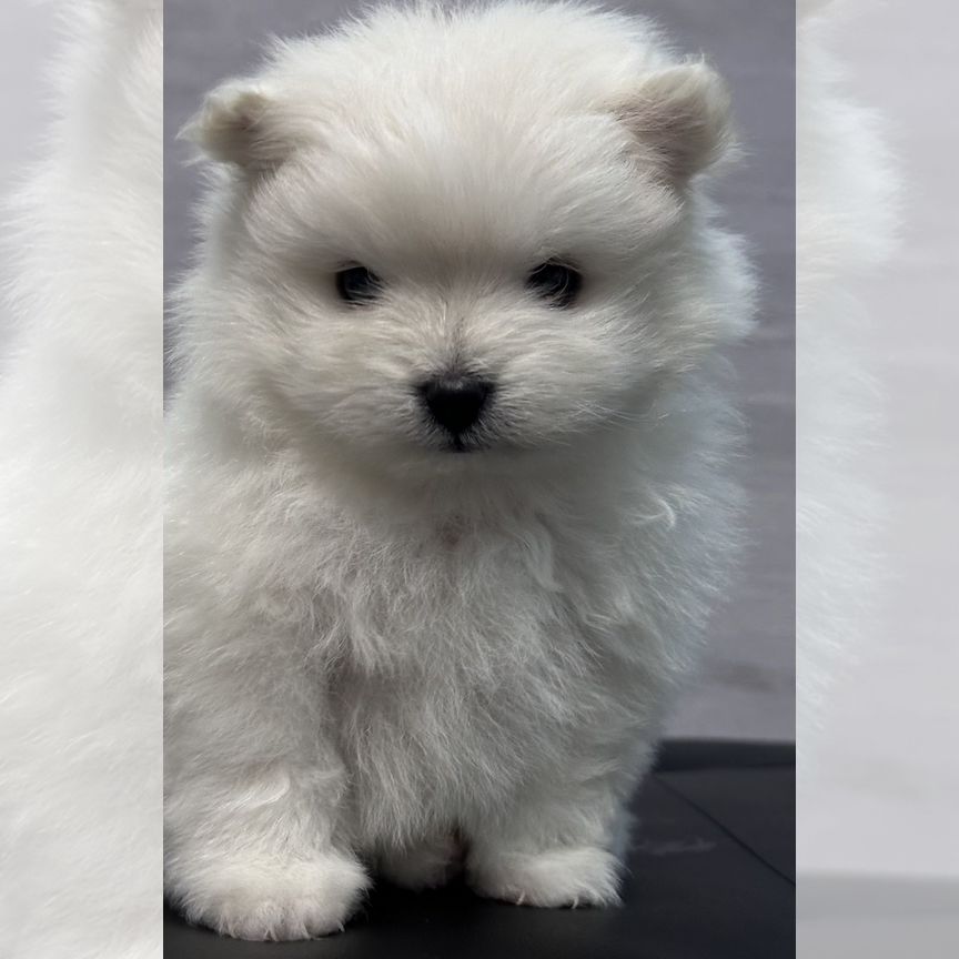 Померанский шпиц, щенок