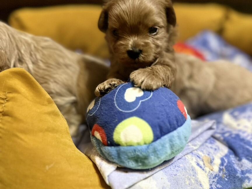 Мальтипу мальчик