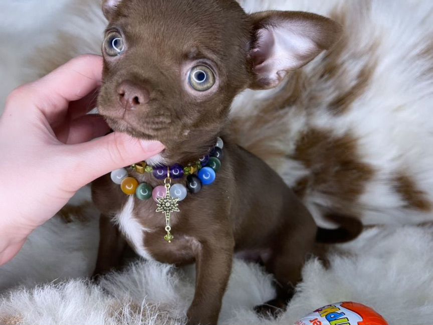 Чудесный Мини Шоколадный Малыш РКФ