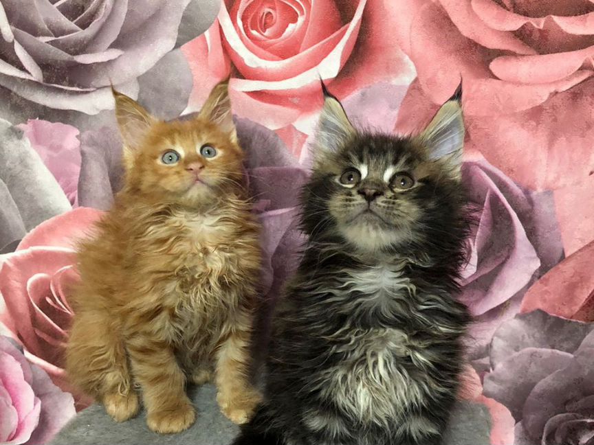 Котята мейн-кун