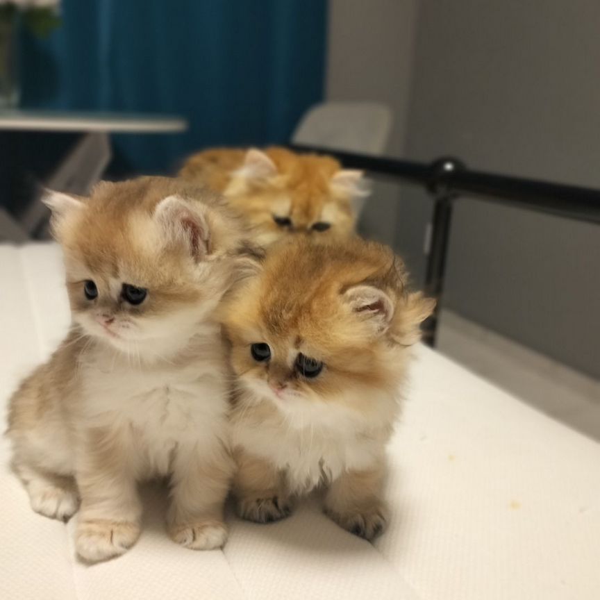 Британский короткошёрстный котёнок