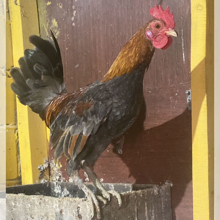 Карликовые петухи