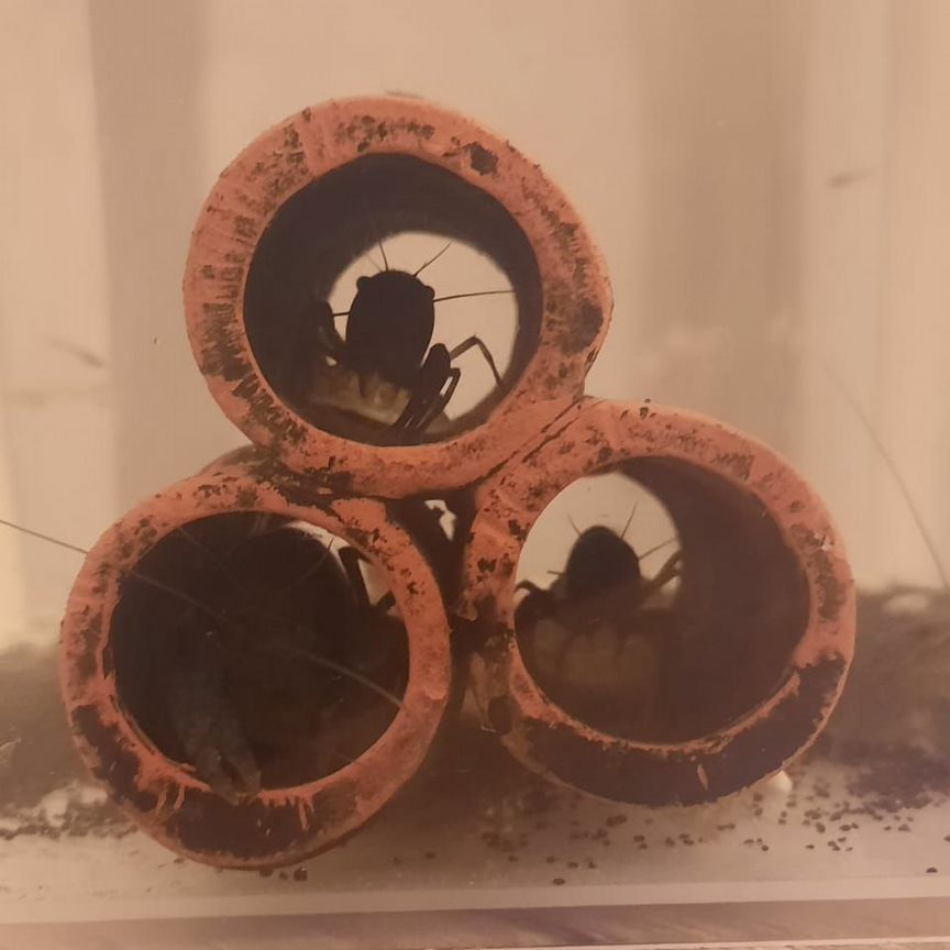 Карликовый рак