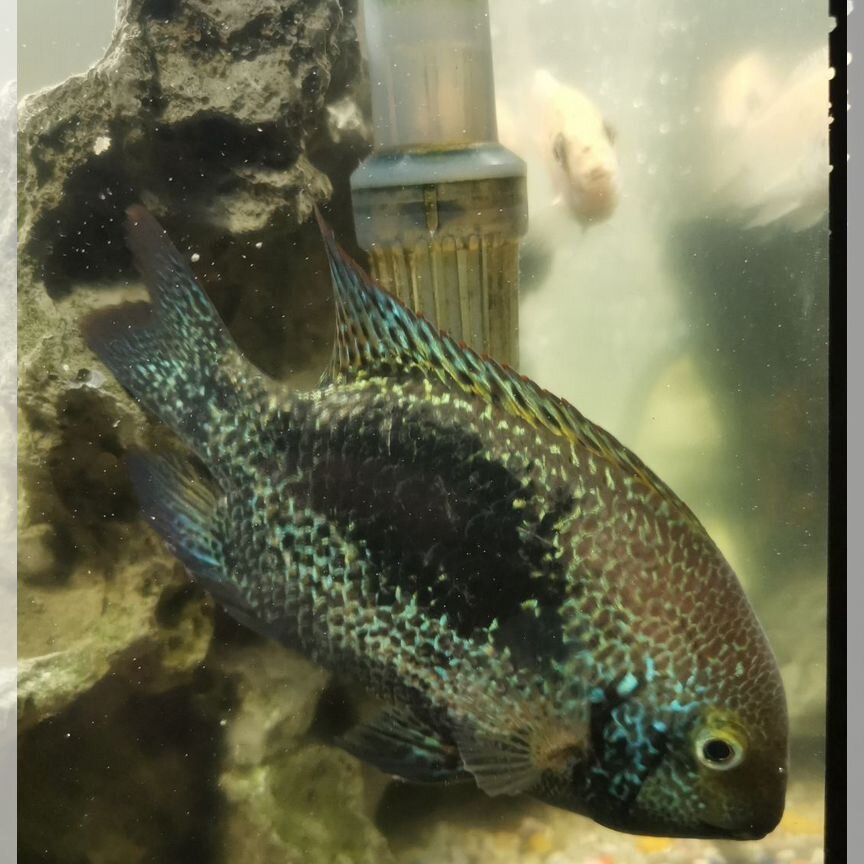 Акара, Цихлиды