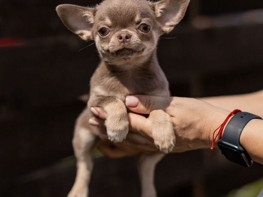 Чихуахуа Чика лиловая