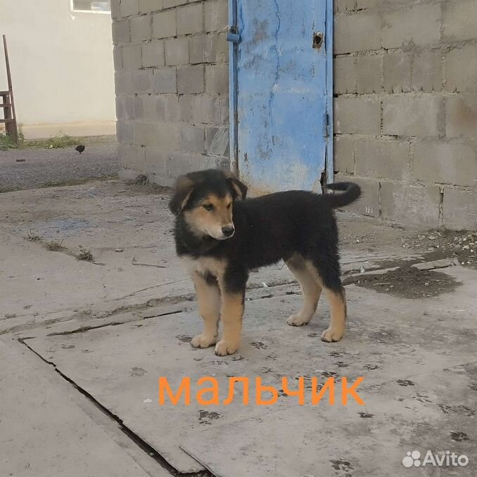Мохнатый щенок