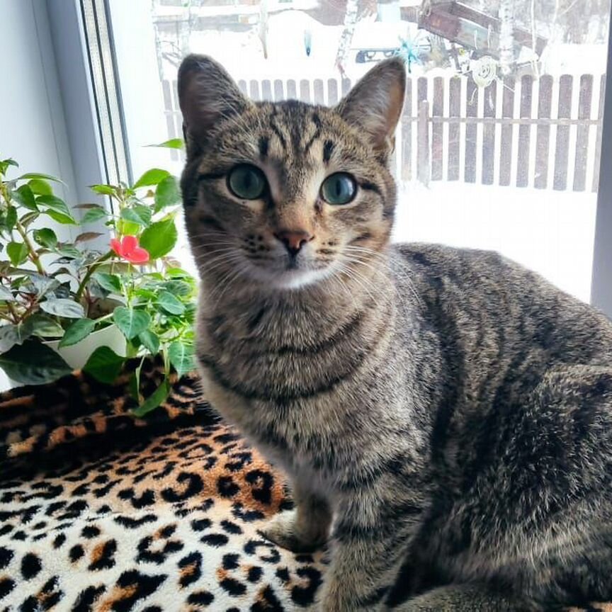 Котик Ричи 10 месяцев кастрирован с доставкой