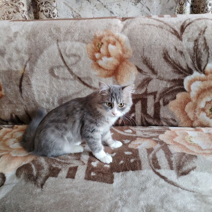 Котик в добрые руки