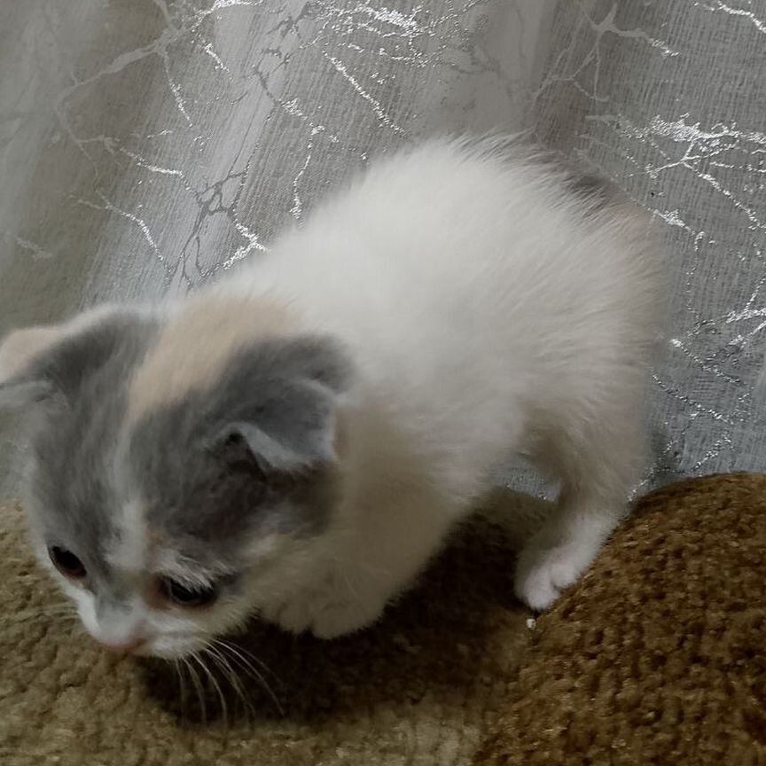 Вислоухая кошечка